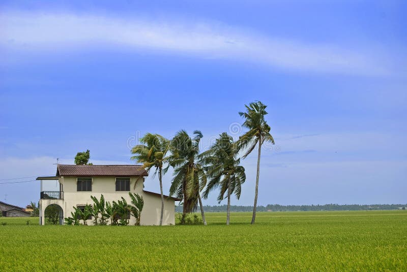 Isolated Paddy Field House stock image. Image of heat - 9330523