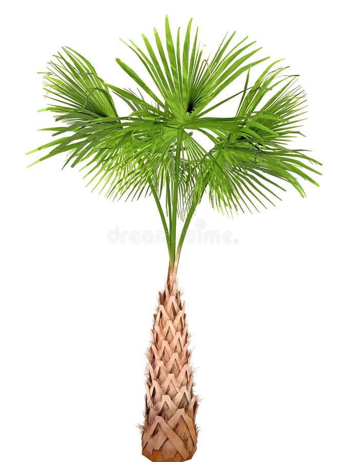 Palm Tree Isolated. Archontophoenix Stock Image - Image of evergreen ...
