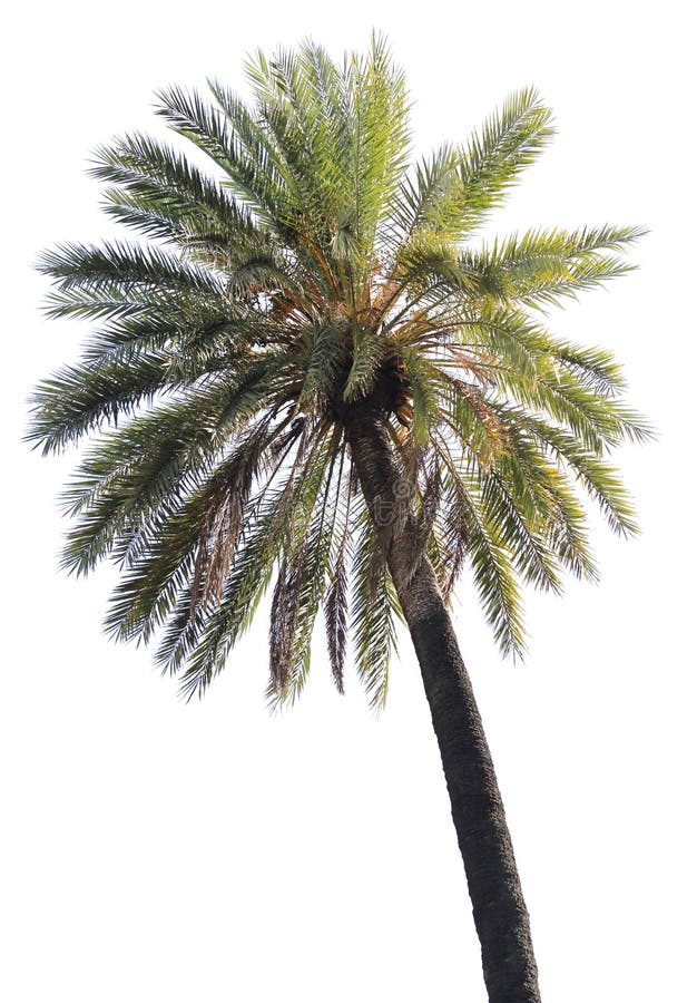 Isolated palm tree stock image. Image of coconut, cycadaceae - 26118495