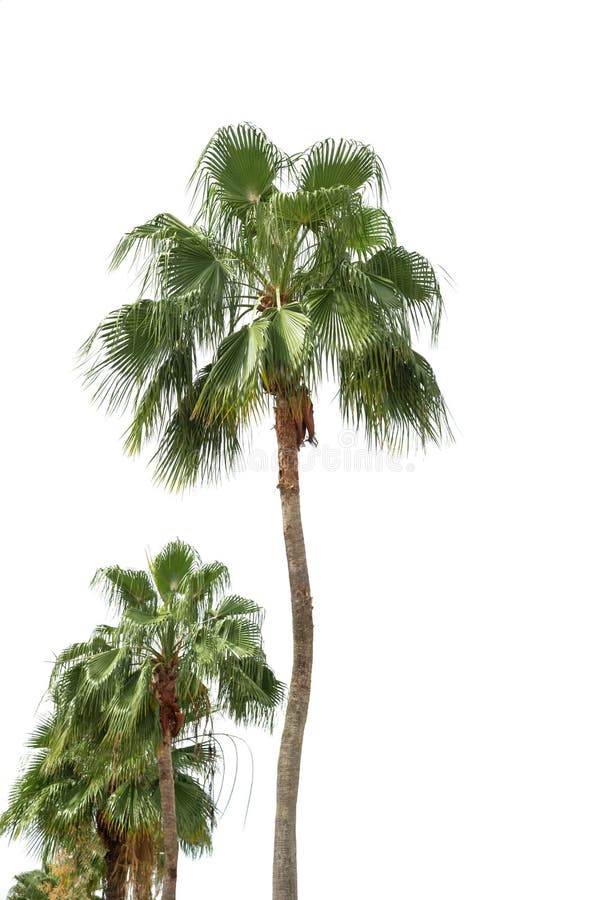 Isolated Palm Tree on White Background. Stock Image - Image of stem ...