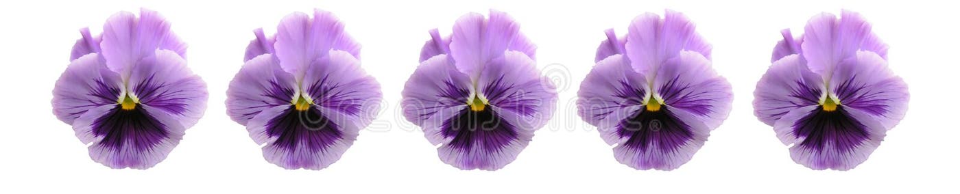 Purple Divider Stock Illustrations – 1,037 Purple Divider Stock ...