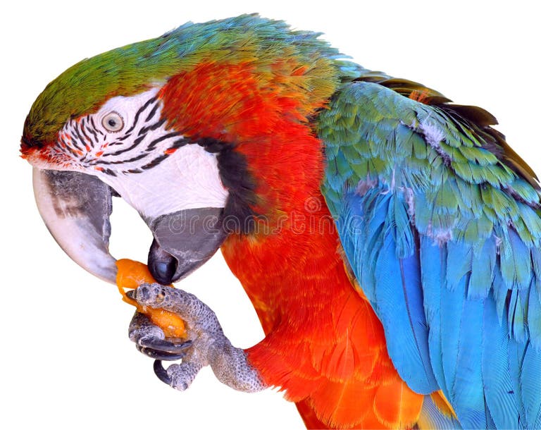Isolated Parrot Eating Carrot Stock Photo - Image of bill, look: 4615070