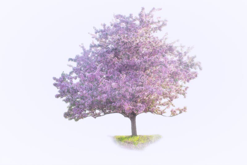Isolated Pastel - Flowering Apple Tree Stock Illustration ...