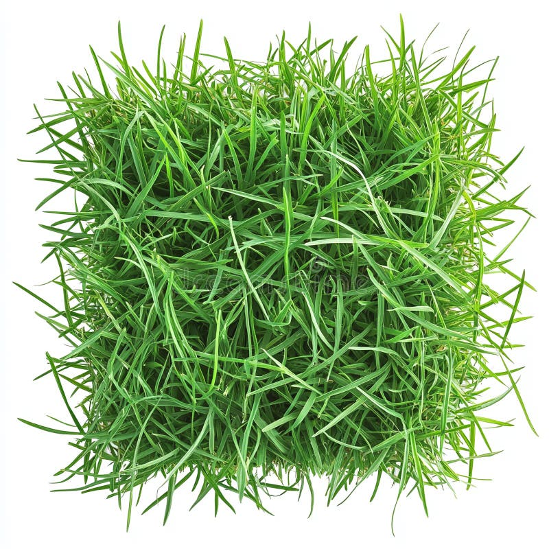 An Isolated Patch of Green Lush Grass on White Background Stock ...