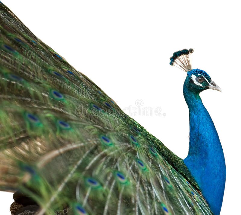Peacock head and neck stock image. Image of plume, gorgeous - 10327305