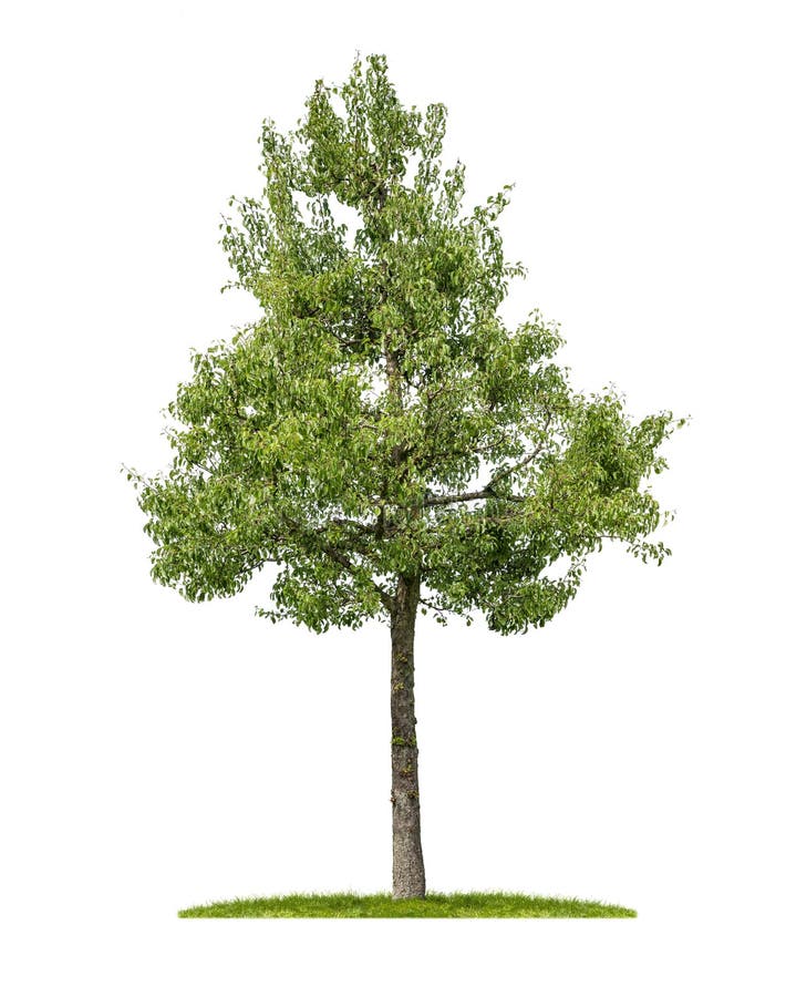 An isolated pear tree stock photo. Image of forestry - 93538926