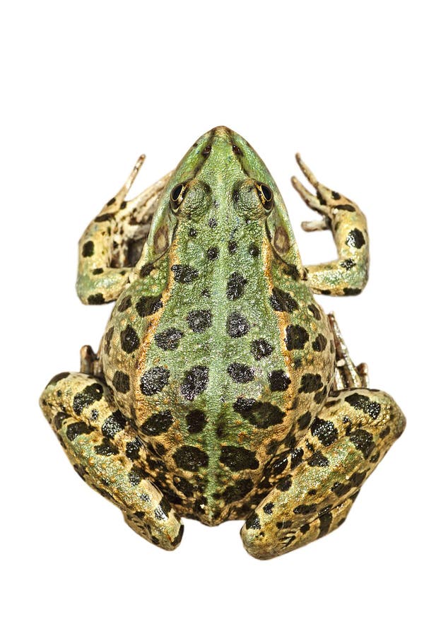 Image of Pelophylax Esculentus the Hybrid Ditch Frog, Also Known As a ...