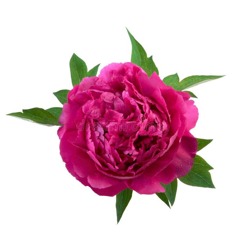 Isolated Peony Flower Pink Color Stock Image - Image of bright, easter ...