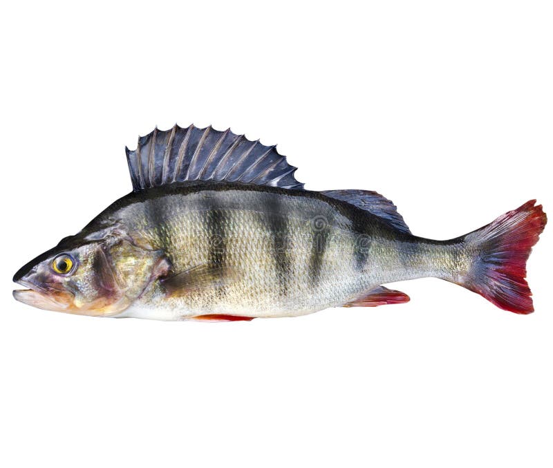 Isolated Perch, Freshwater Fish Stock Image - Image of background ...