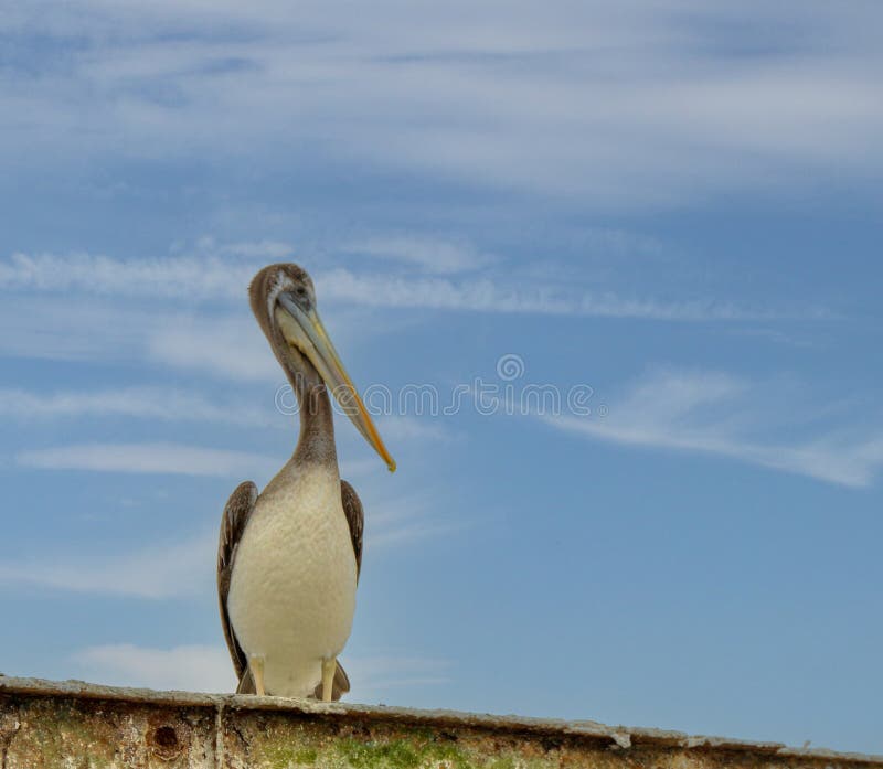 Isolated Peruvian Pelican - in Front Stock Image - Image of front ...