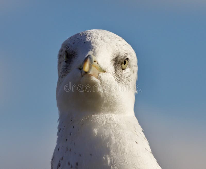 Isolated Photo of a Funny Cute Gull Stock Image - Image of nice ...