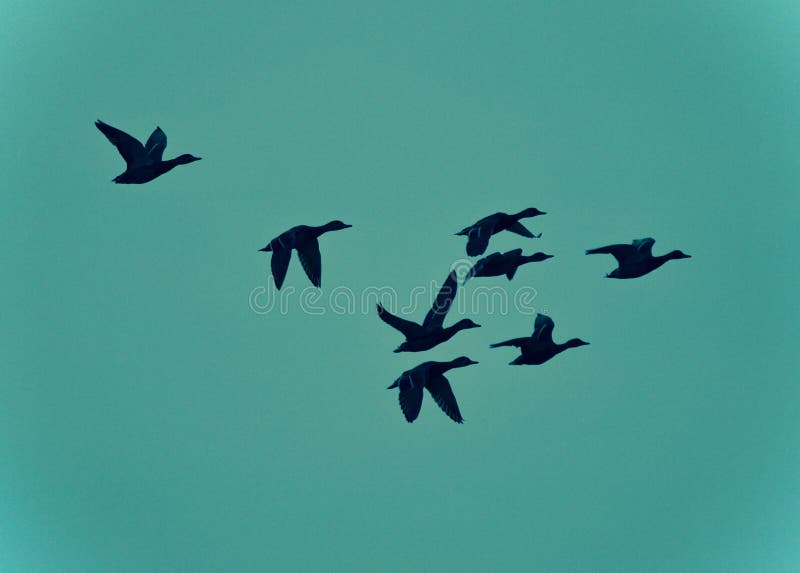 Beautiful Postcard with a Group of Mallards Flying Stock Image - Image ...