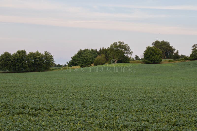 Isolated Photo of a Beautiful Potatoes Field Stock Image - Image of ...
