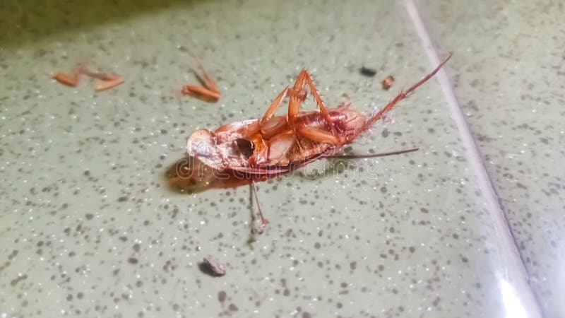 Isolated Pictures of Dry Cockroach Dead Stock Photo - Image of drad ...