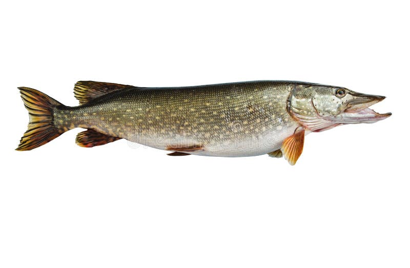 Isolated Pike, a Kind of River Fish from the Side. Stock Image - Image ...