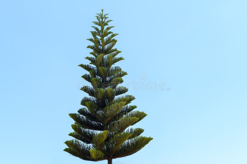 Isolated Pine Tree, Araucaria Heterophylla, on Blue Background Stock ...