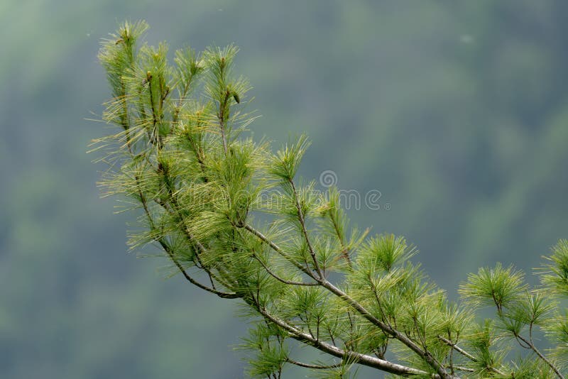 22,447 Tree Bough Photos - Free & Royalty-Free Stock Photos from Dreamstime