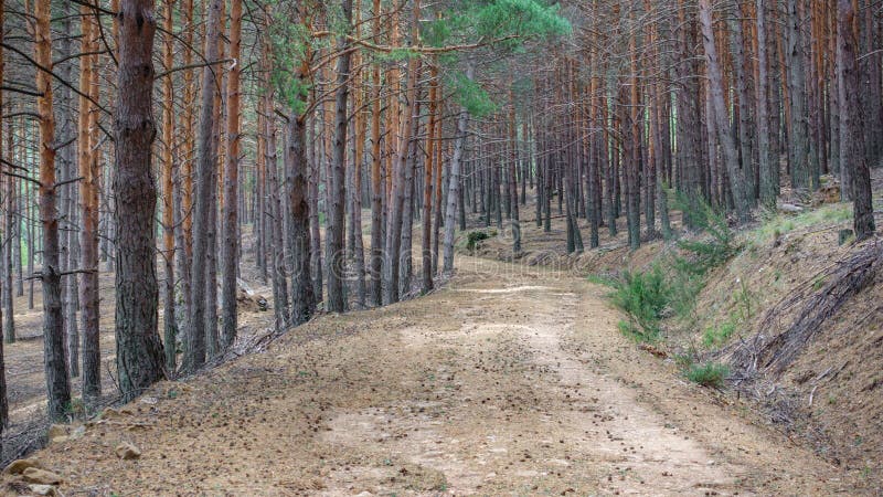 Isolated Pine Tree Forest and Track Stock Photo - Image of daylight ...