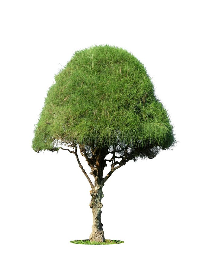 Isolated Pine Tree on a White Stock Photo - Image of stem, biodiversity ...