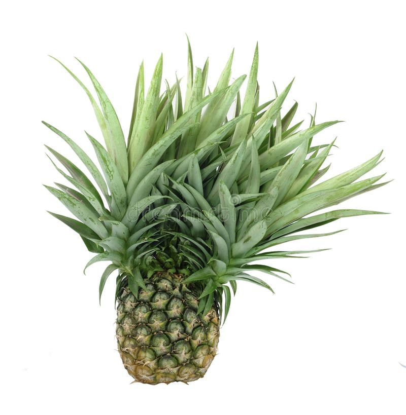Pineapple on the Stalk, Dole Plantation, Oahu Stock Image - Image of ...