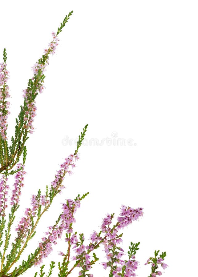 Heather sprig stock photo. Image of macro, color, flora - 26666278