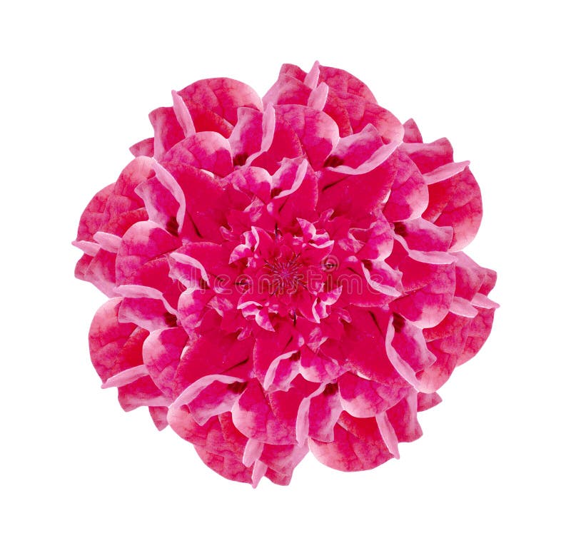 Isolated Pink Flower Decorative Ornament Stock Photo - Image of kitsch ...