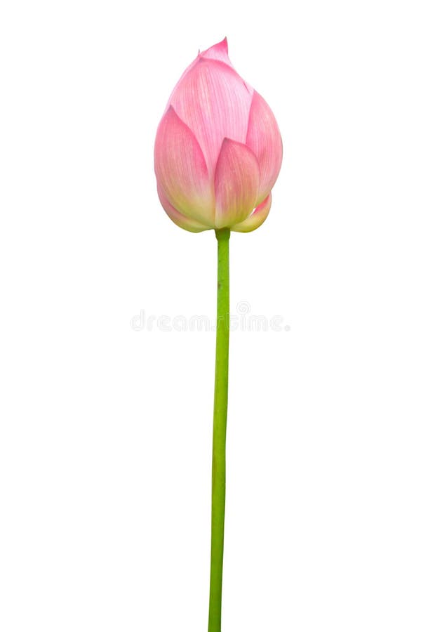 Isolated pink lotus stock image. Image of flora, natural - 124026711