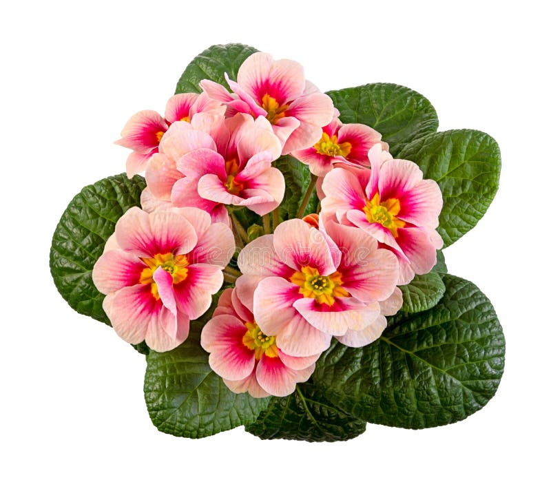 Pink Primrose Isolated stock image. Image of bloom, flowerpot - 4291459
