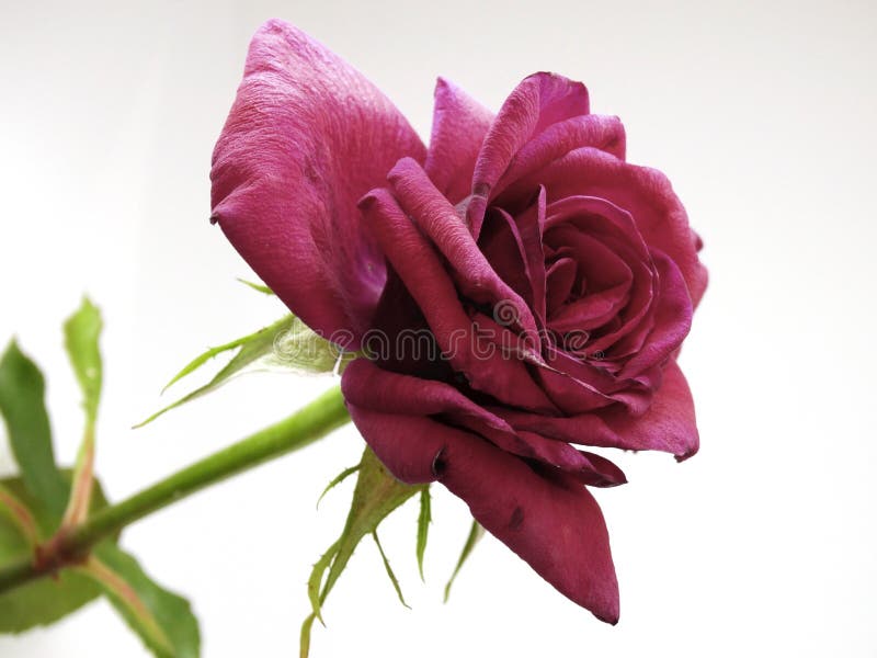 Isolated Pink Rose Flower on a White Background Stock Photo - Image of ...