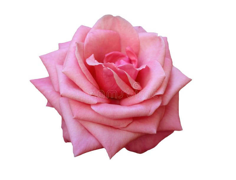 Isolated pink rose stock photo. Image of closeup, natural - 53573614