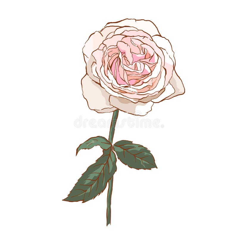 Isolated of Pink Rose on White Background, Single Botanical Vector ...