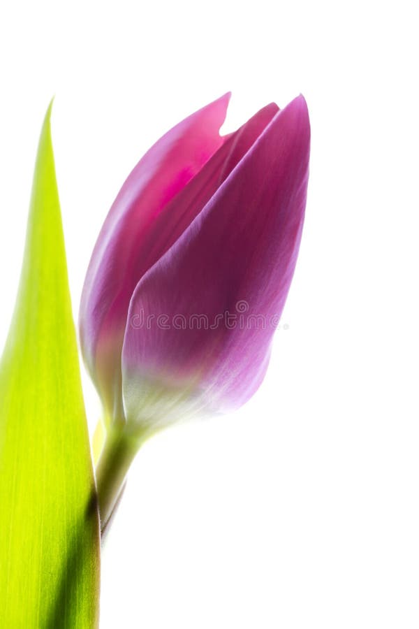 Isolated Pink Tulip Against White Background Stock Photo - Image of ...