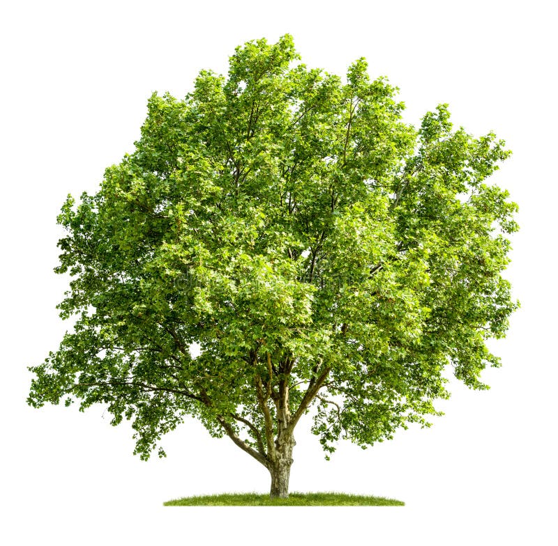 Isolated plane tree stock image. Image of botany, branch - 31976011