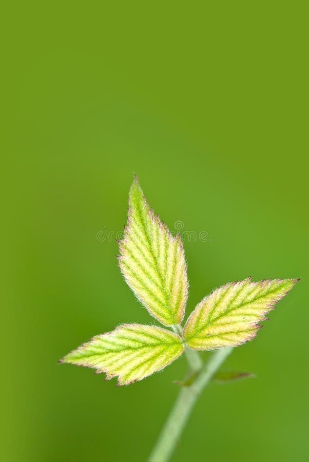 Isolated plant stock image. Image of isolated, freshness - 10909213