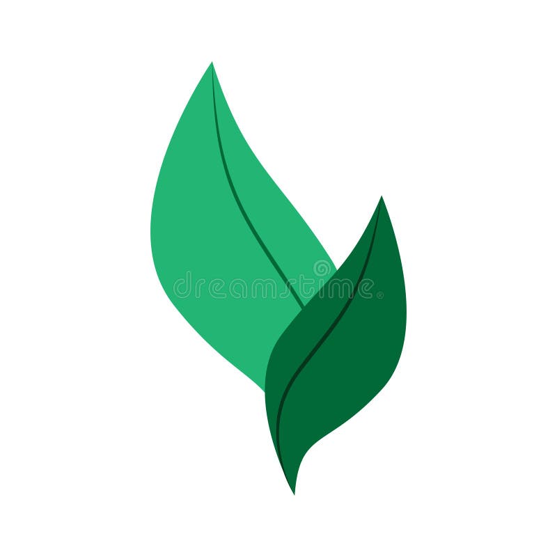 Isolated plant leaf icon stock vector. Illustration of symbol - 225451992