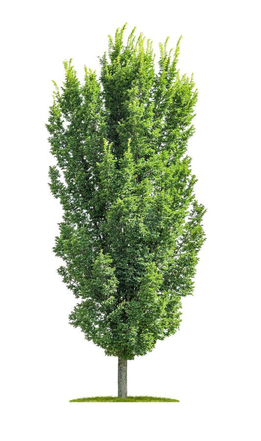 Isolated poplar tree stock image. Image of botany, branch - 32155729