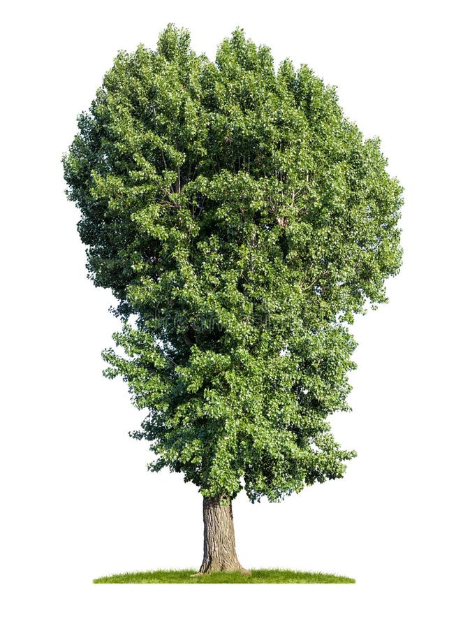 Isolated poplar tree stock image. Image of botany, branch - 32155729