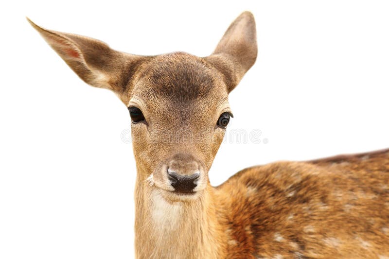 Closeup of Fallow Deer Face Stock Image - Image of mammal, male: 45170605