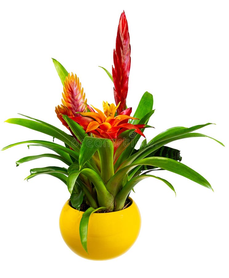 2,709 Bromelia Flower Stock Photos - Free & Royalty-Free Stock Photos ...