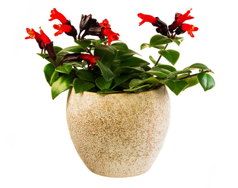 Isolated Potted Red Lipstick Plant Stock Photo - Image of botany ...