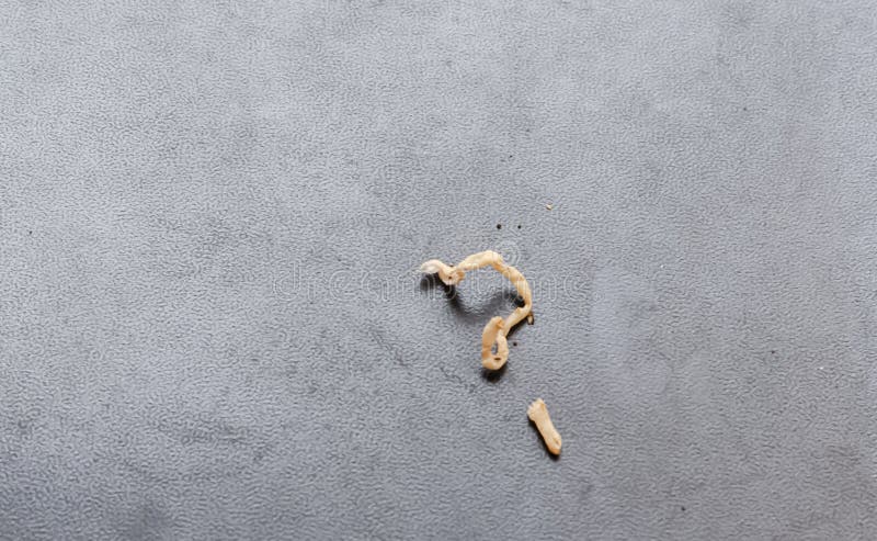 Poultry Worm stock image. Image of worm, long, bird - 345213755