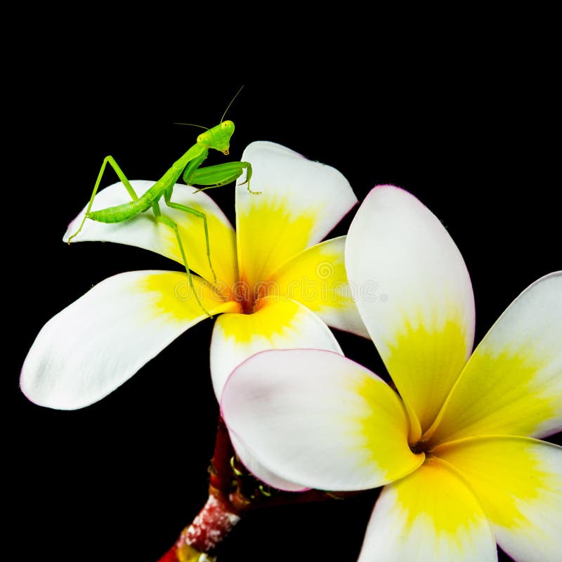 Isolated Praying Mantis stock image. Image of cutout - 30602297