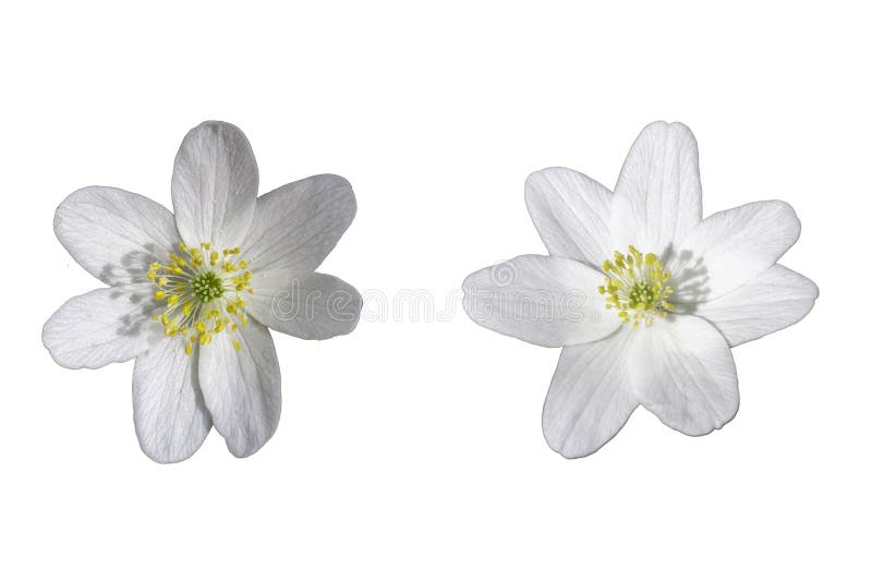 Isolated Primoroses Stock Photos - Free & Royalty-Free Stock Photos ...