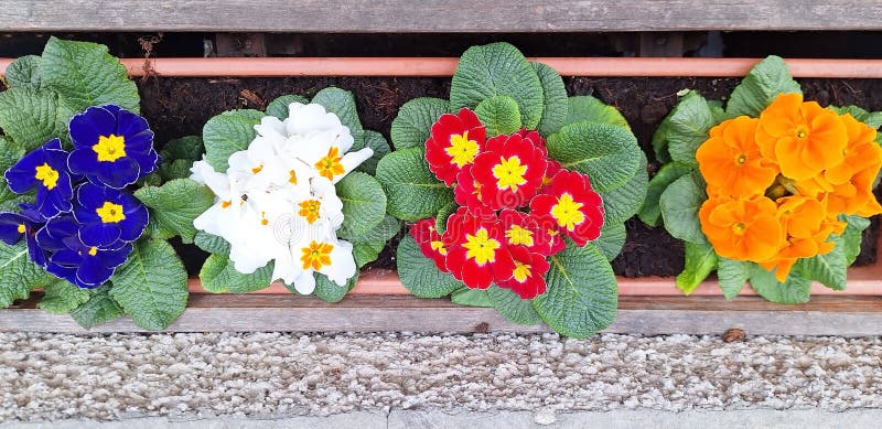 Isolated Primrose Flowers. Panorama. Stock Photo - Image of vulgaris ...