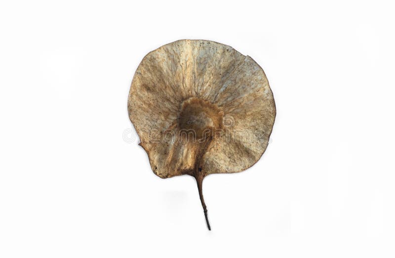 Pterocarpus indicus seed stock image. Image of papua - 240494183