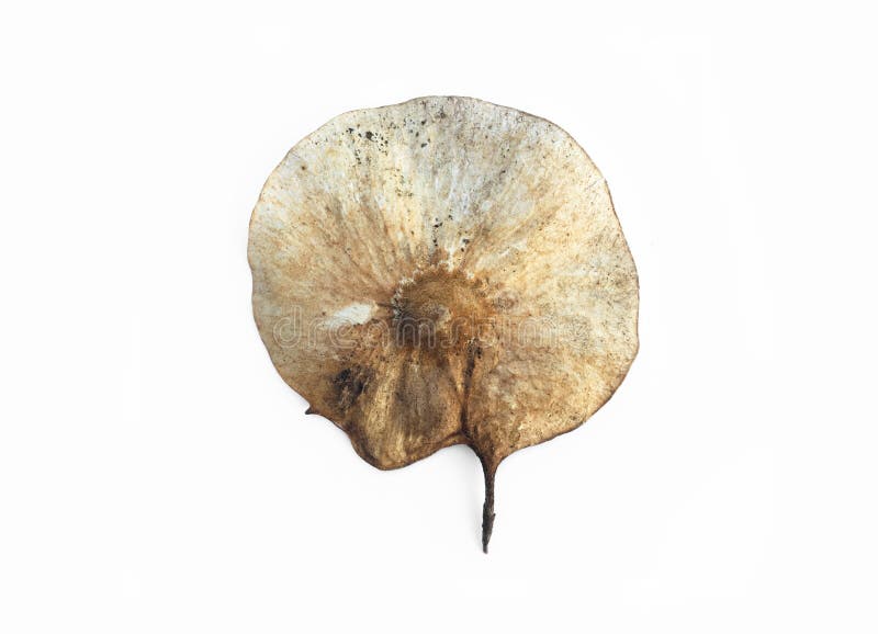 Pterocarpus indicus seed stock photo. Image of botany - 240494186