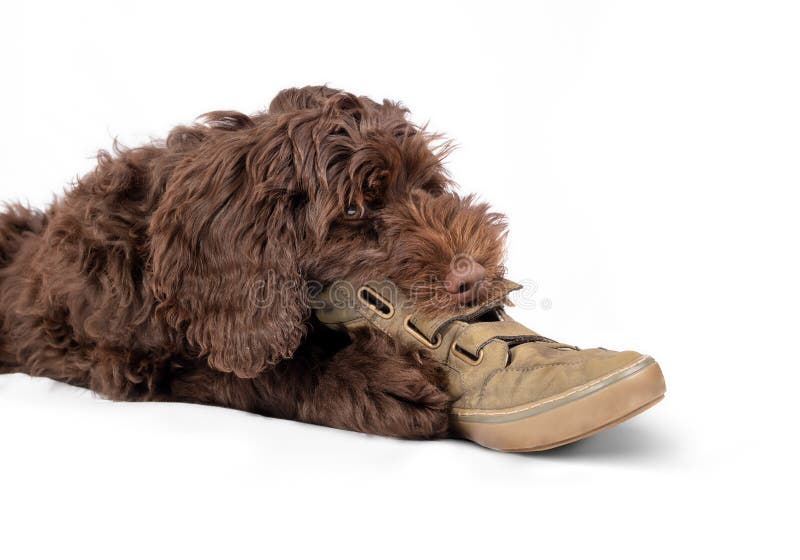 Why Do Puppies Chew Shoes Why Do Puppies Chew Shoes