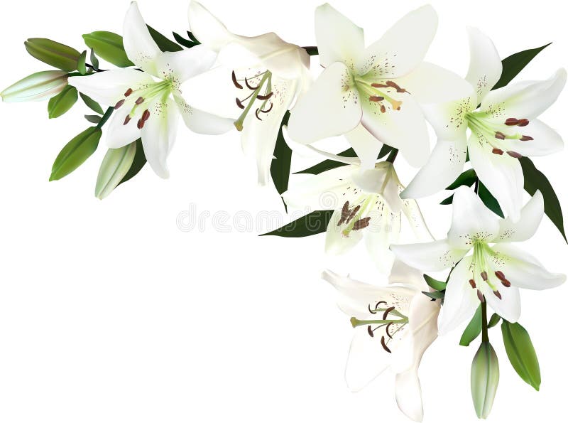 Isolated Pure White Lily Flower Corner Stock Vector - Illustration of ...
