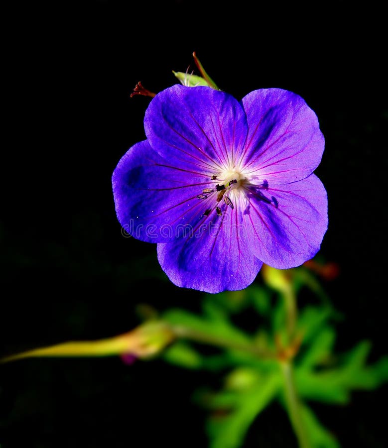 Isolated purple flower stock photo. Image of center, wild - 5286378