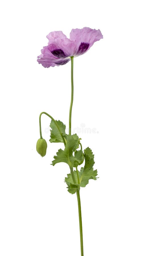 Isolated Purple Poppy stock image. Image of flowers - 150718275